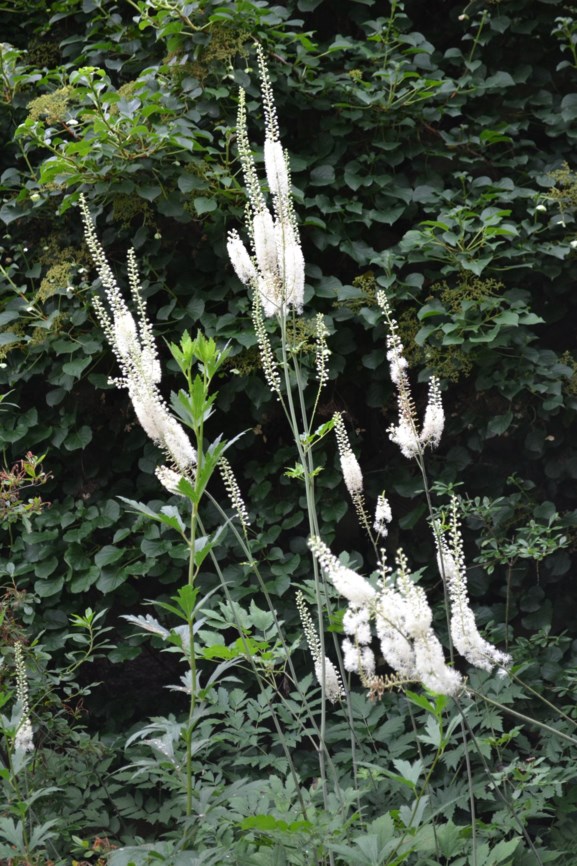 Actaea racemosa - Black Cohosh, Black Snakeroot | Monticello Gardens