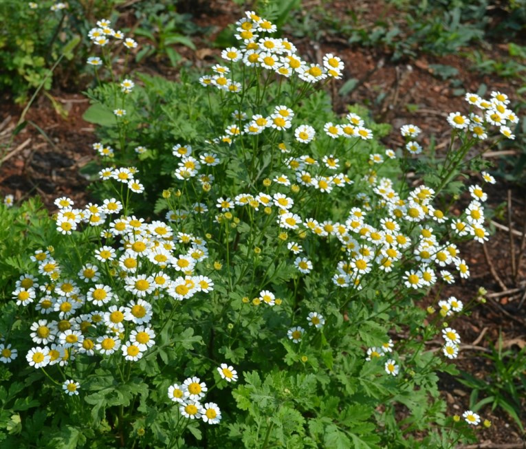 Tanacetum parthenium - Feverfew, Feverfew | Monticello Gardens