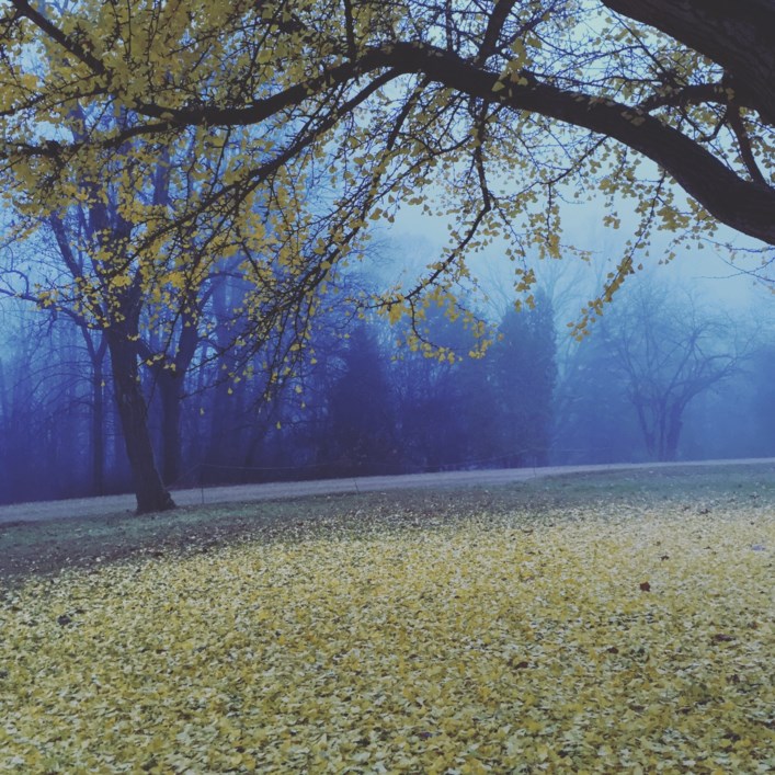 Ginkgo biloba - Ginkgo, Maidenhair Tree | Monticello Gardens