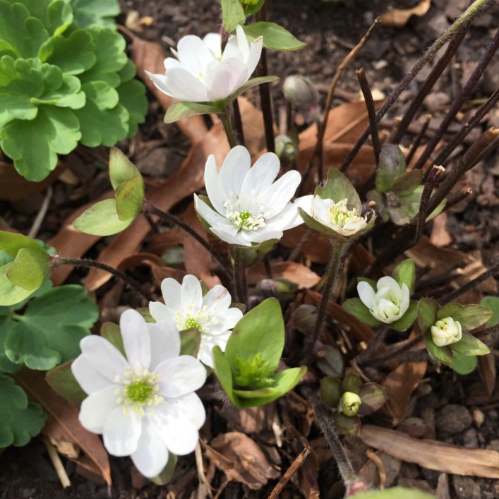 Hepatica acutiloba - Hepatica | Monticello Gardens