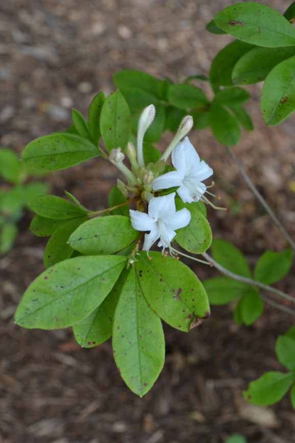 Rhododendron viscosum - Swamp Azalea | Monticello Gardens