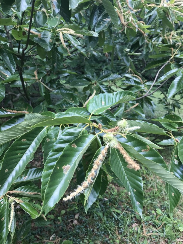 Castanea mollissima - Chinese Chestnut | Monticello Gardens
