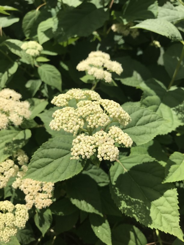 Hydrangea arborescens - Smooth hydrangea | Monticello Gardens