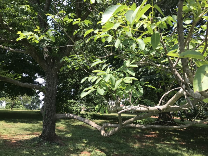 Juglans regia - English Walnut | Monticello Gardens