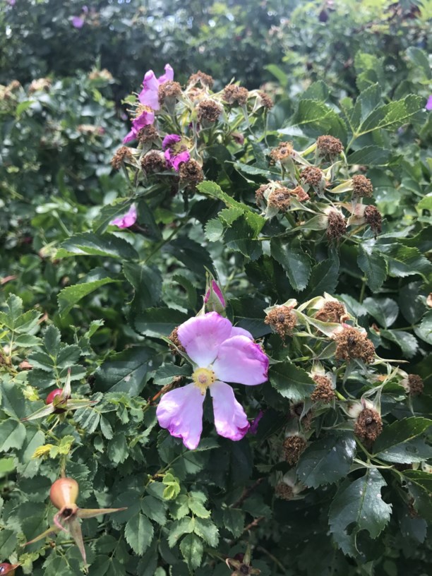 Rosa carolina - Carolina Rose | Monticello Gardens