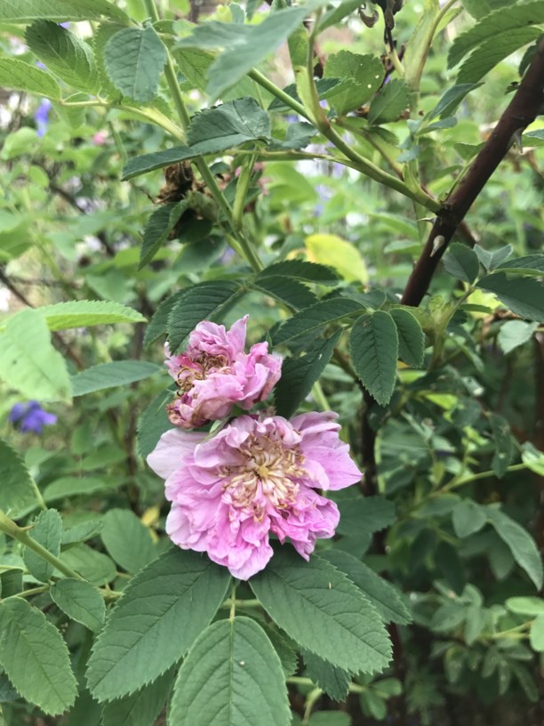 Rosa cinnamomea - Cinnamon Rose | Monticello Gardens