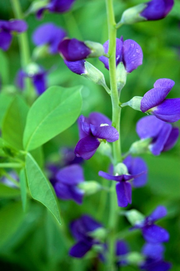 Baptisia australis - False Indigo | Monticello Gardens
