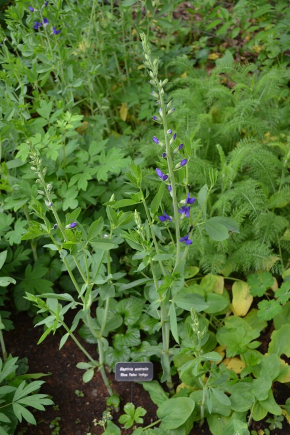 Baptisia australis - False Indigo | Monticello Gardens