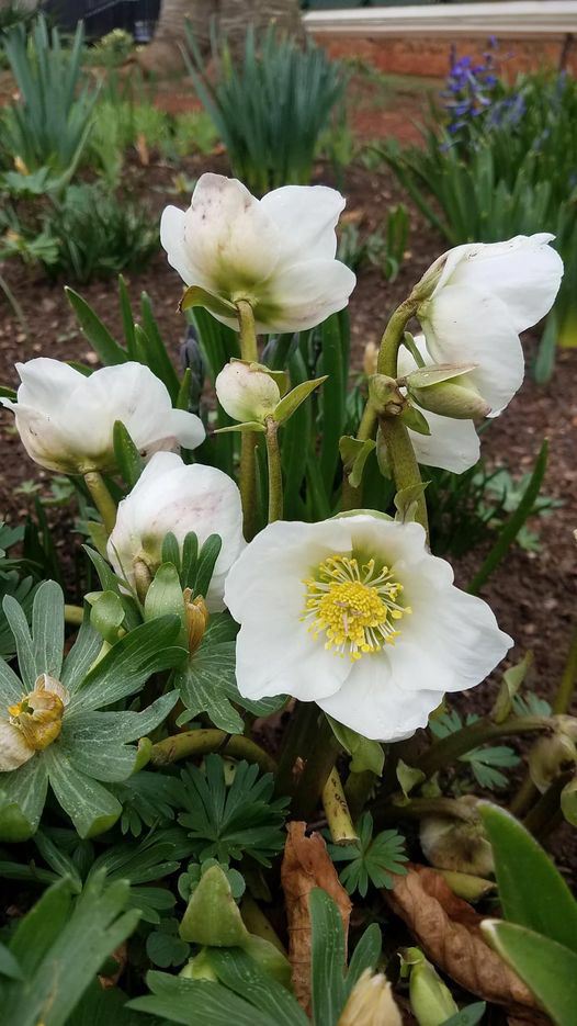 Helleborus niger - Christmas Rose | Monticello Gardens