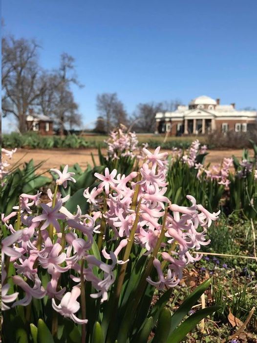 Hyacinthus orientalis albulus - French Roman Hyacinth | Monticello Gardens