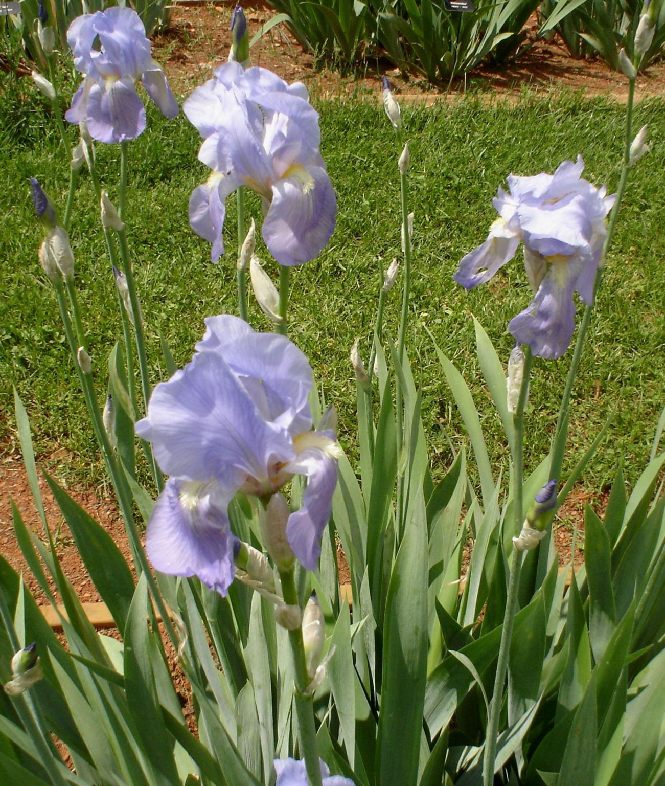 Iris pallida - Sweet Iris, Dalmatian iris, Sweet Flag | Monticello Gardens
