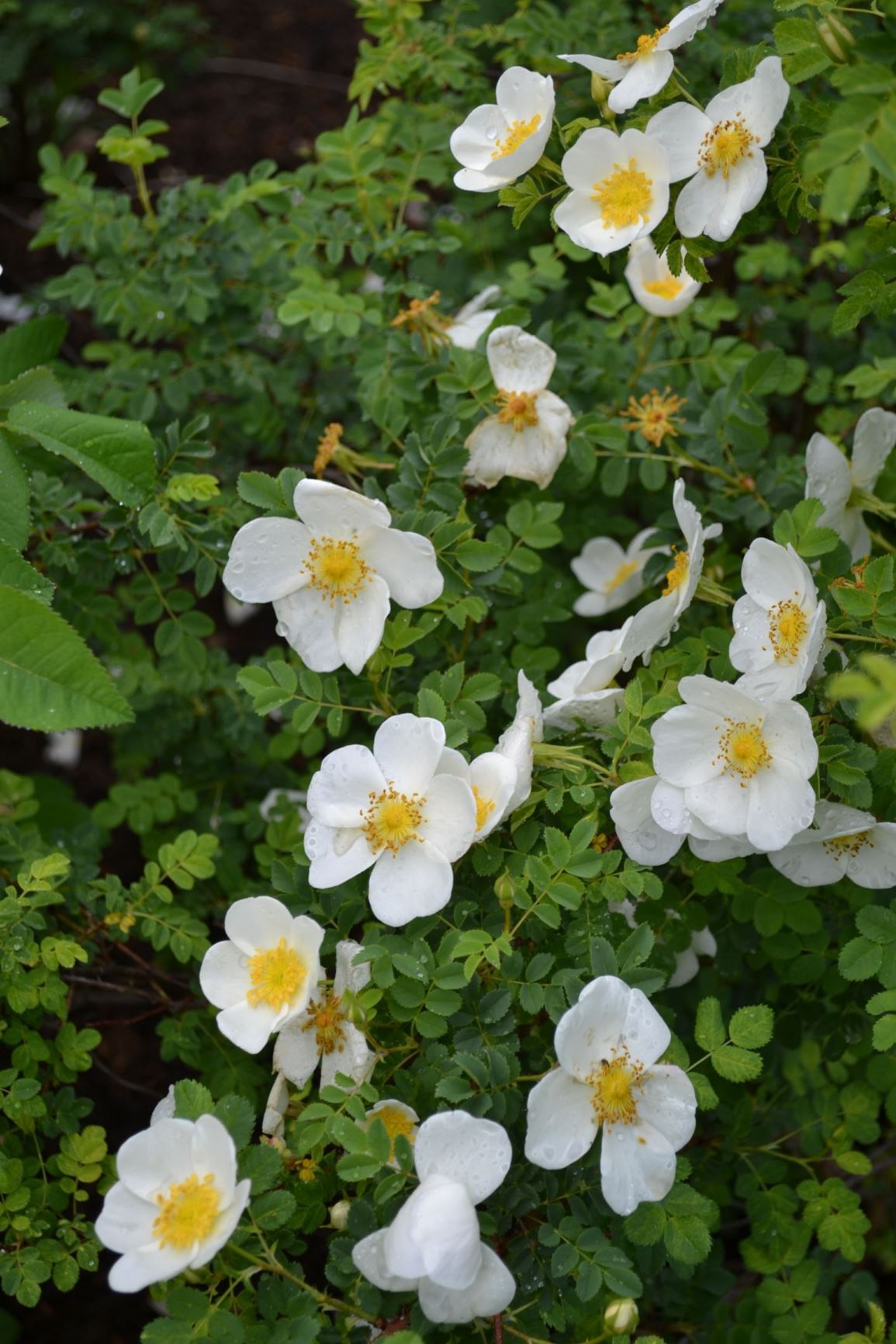 Rosa pimpinellifolia - Scotch Briar Rose | Monticello Gardens