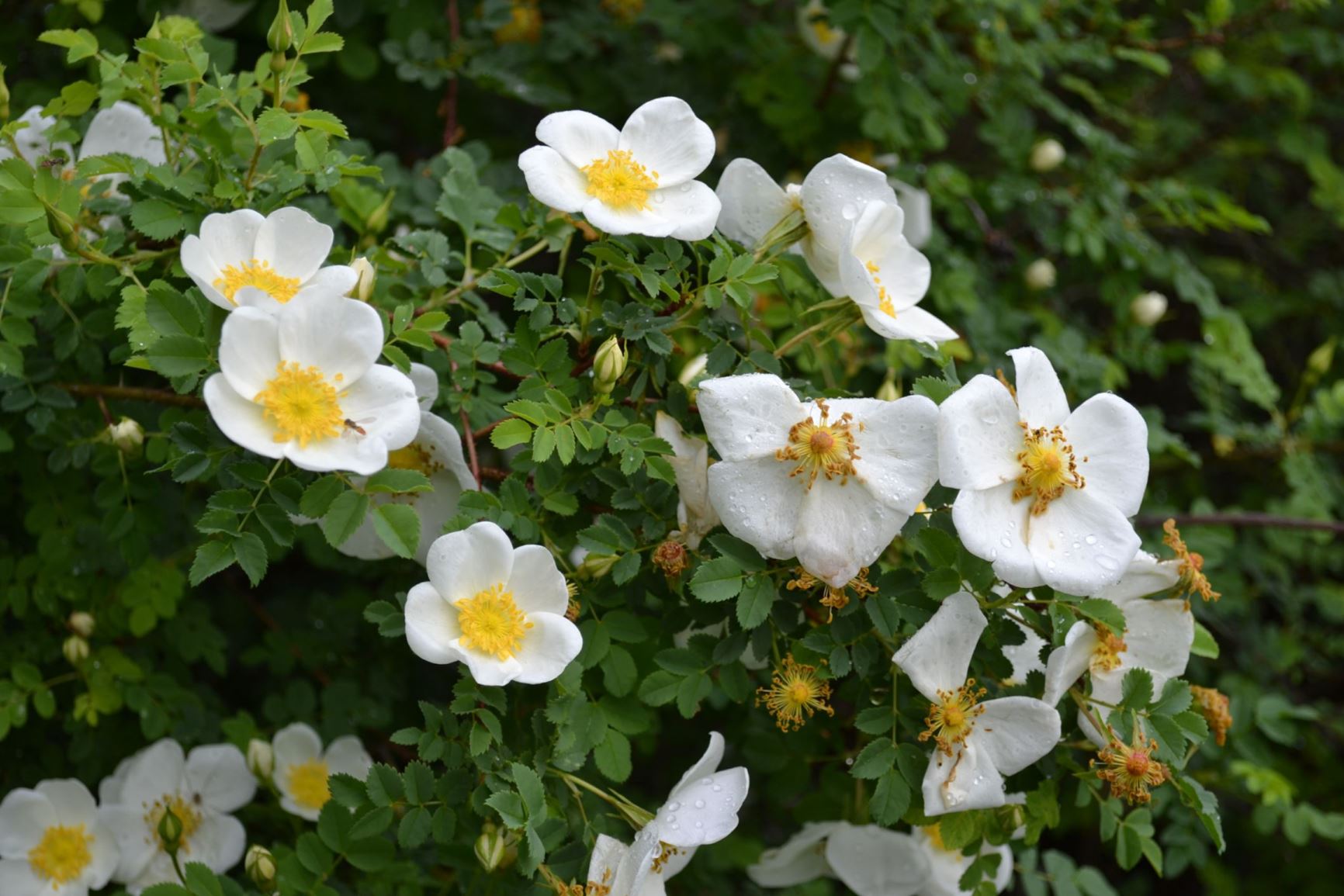 Rosa pimpinellifolia - Scotch Briar Rose | Monticello Gardens